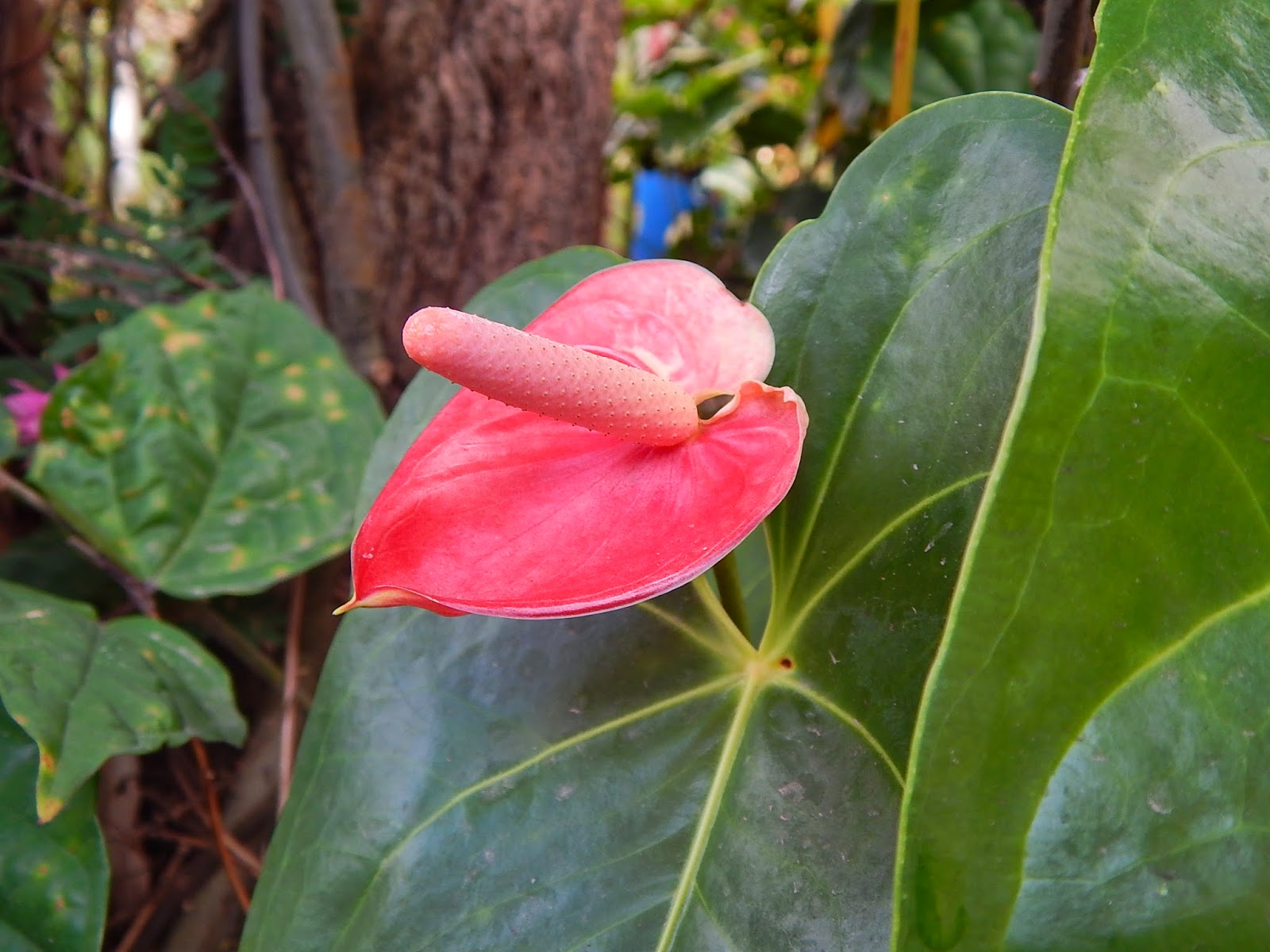 Sistemática Fanerógamas BIO 266 UEFS: Família Araceae